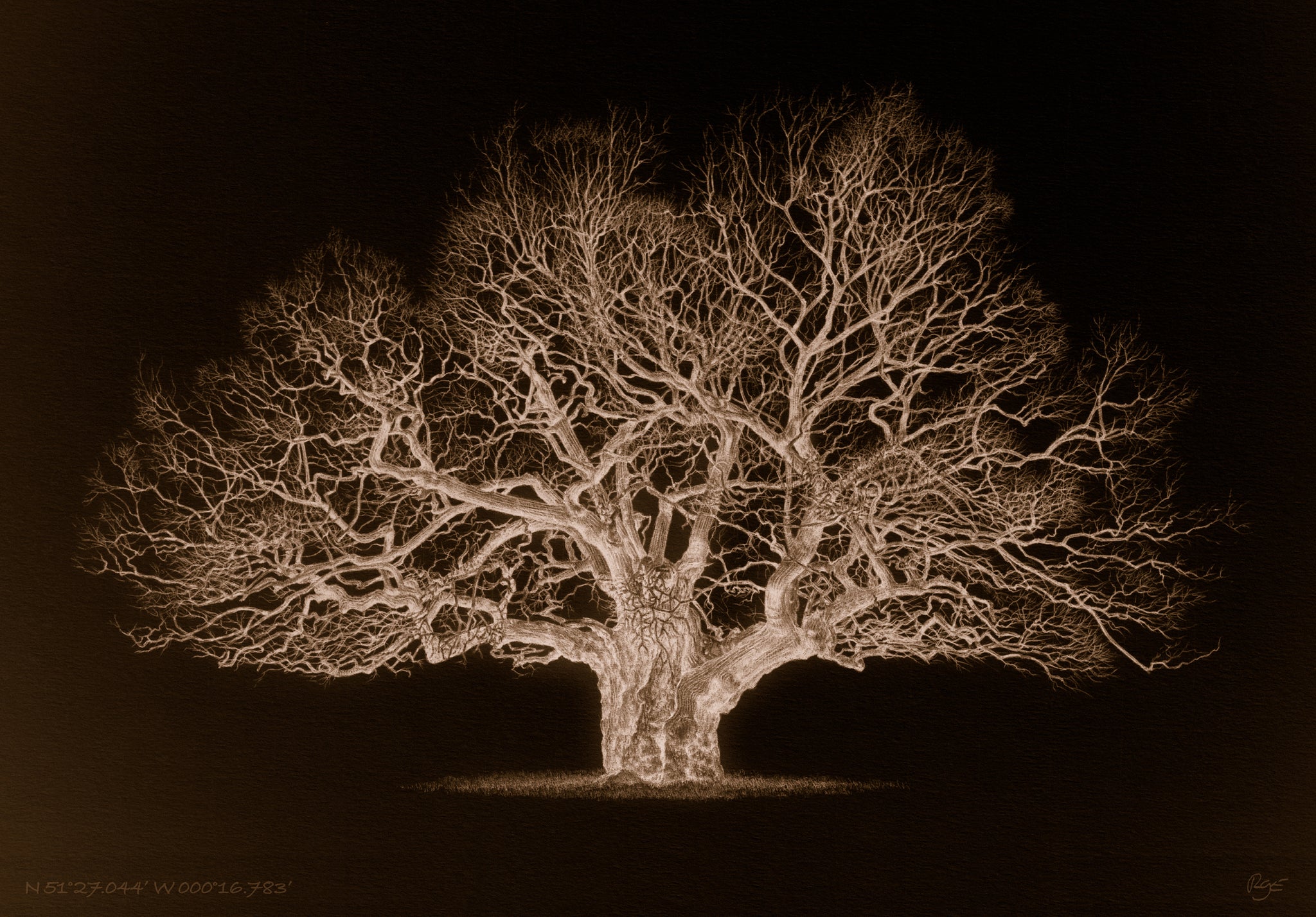 GPS Trees. Tree drawings by Richard Geraint Evans – GPS TREES